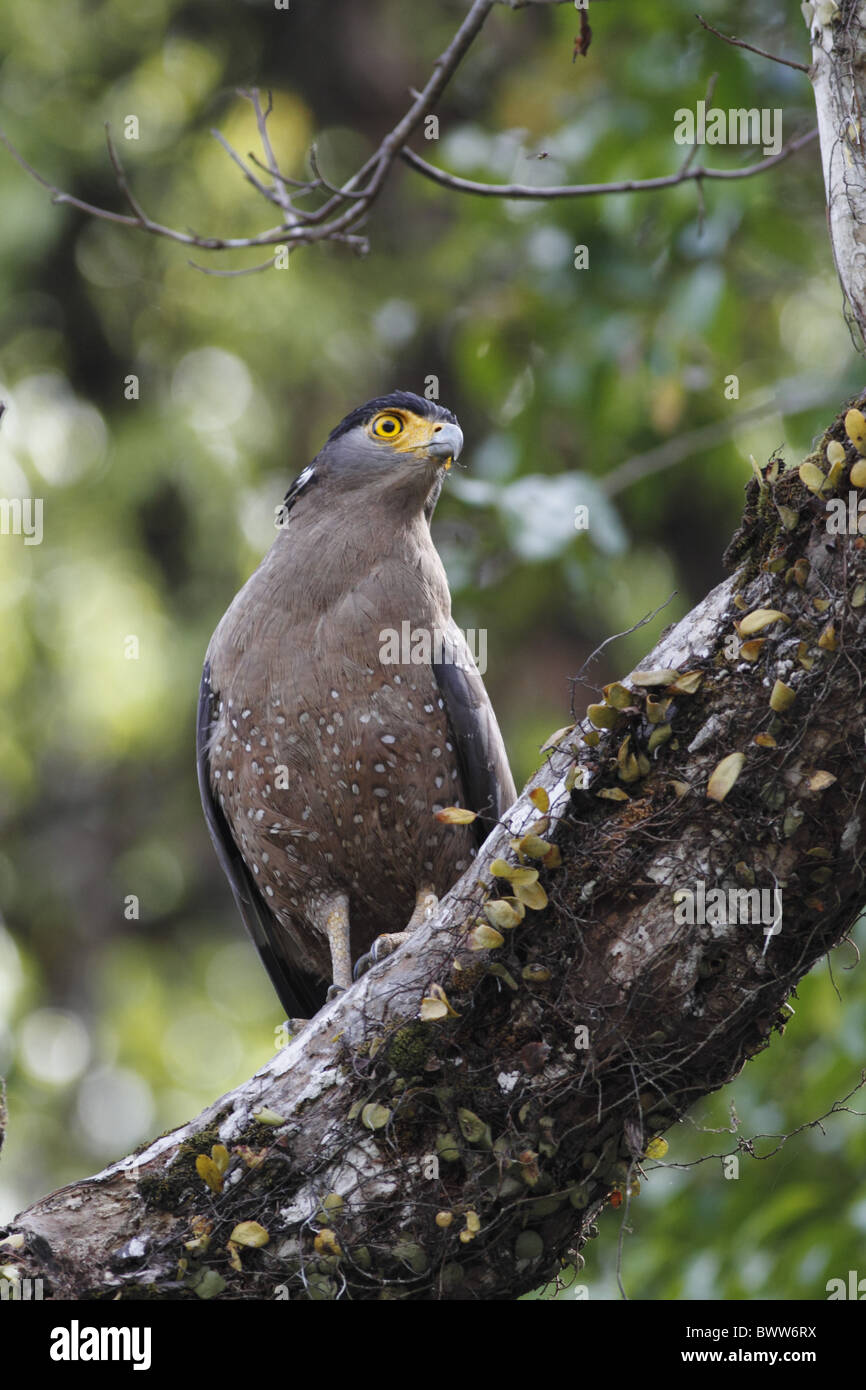 Crested Serpent-eagle (Spilornis cheela pallidus) adult, perched on ...