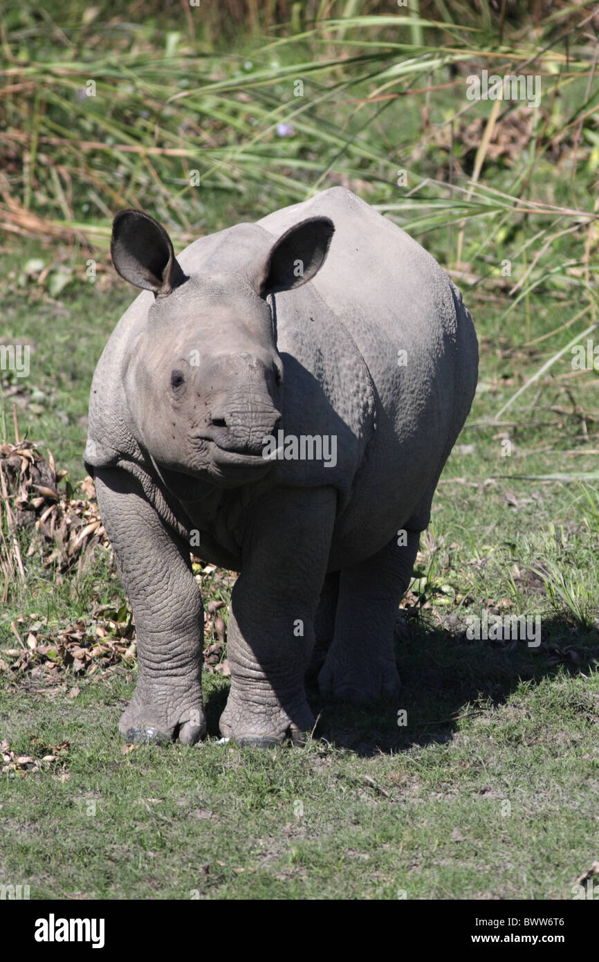 juvenile rhino baby rhinoceros rhino rhinos mammal mammals animal ...