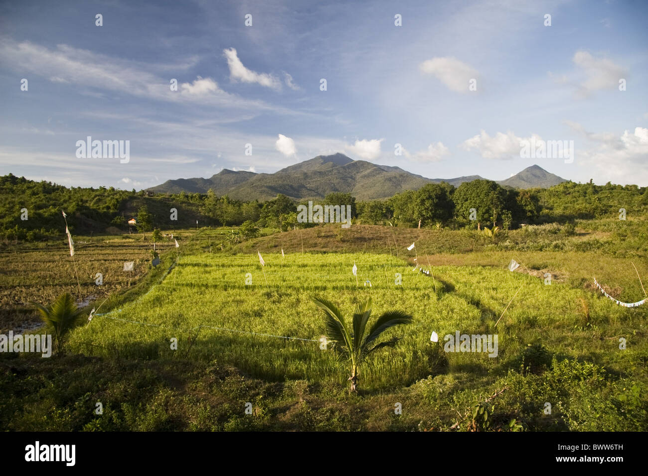 asia asian agricultural agriculture farm farms farming paddy field ...