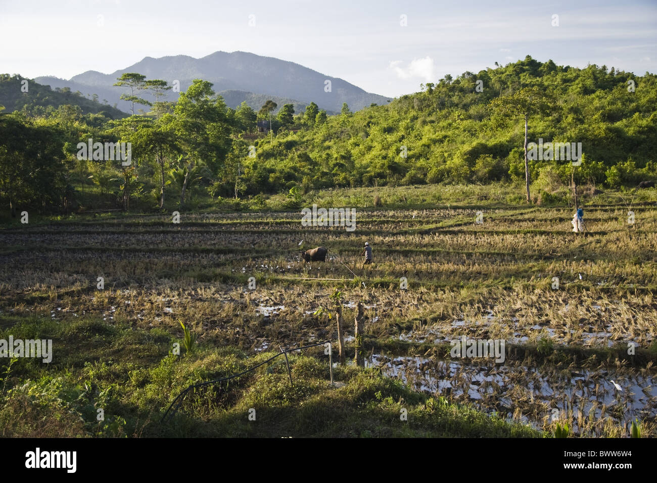 asia asian agricultural agriculture farm farms farming paddy field ...