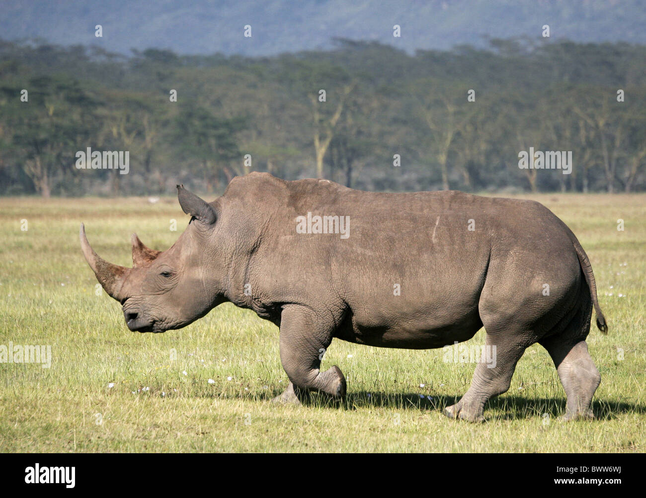 rhinoceros rhino rhinos mammal mammals animal animals africa african ...