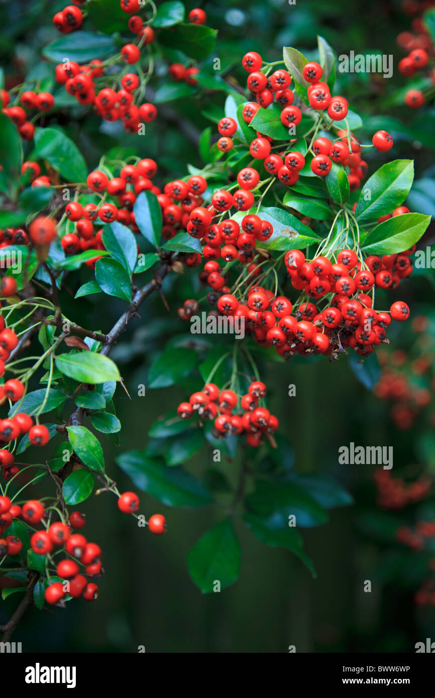 Red berries of Pyracantha (Firethorn Stock Photo - Alamy