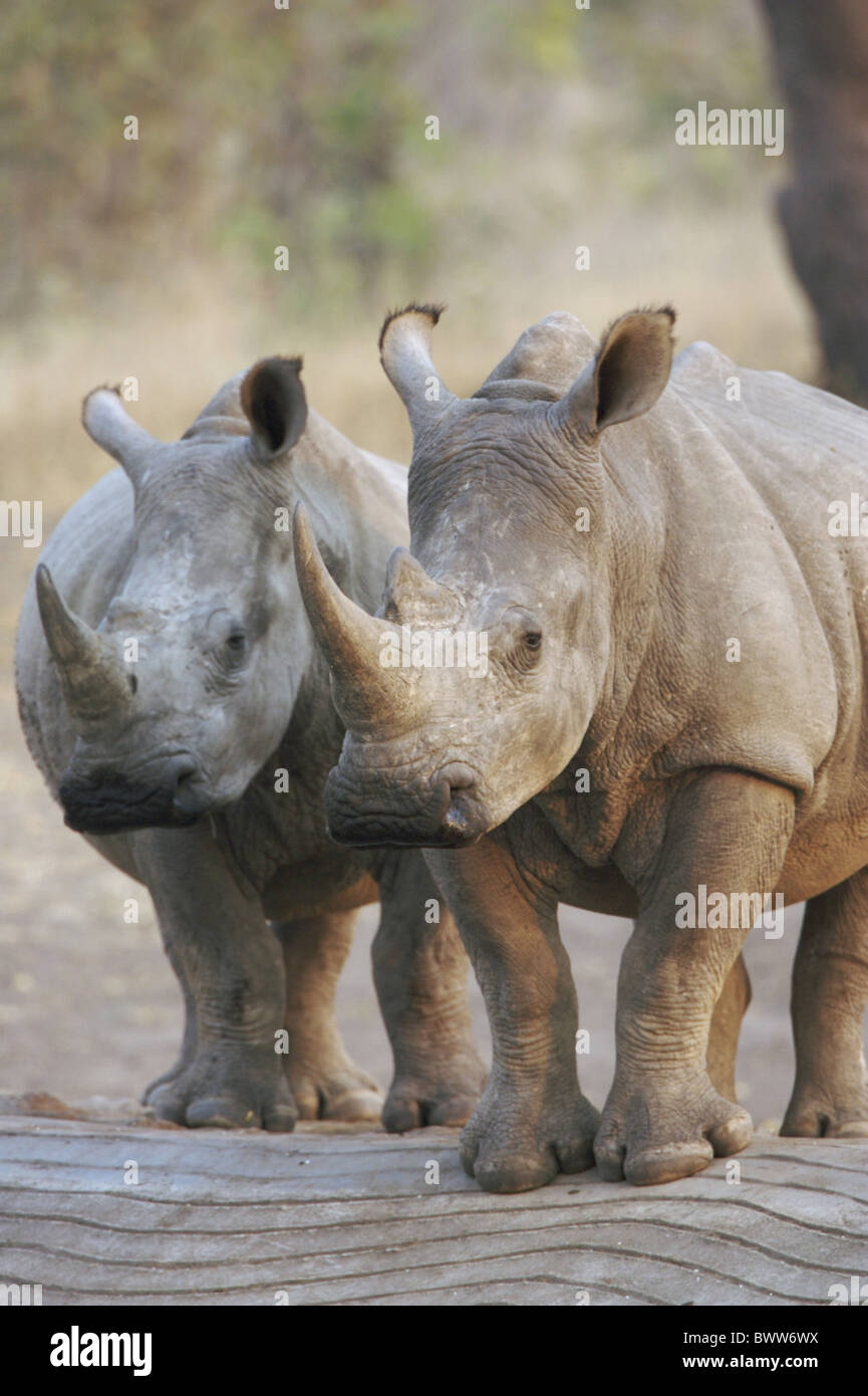 rhinoceros rhino rhinos mammal mammals animal animals africa african ...