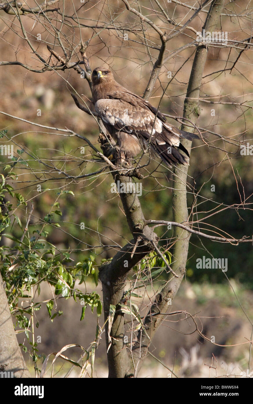 Steppe Eagle (Aquila nipalensis) immature, perched in tree, Kathmandu ...