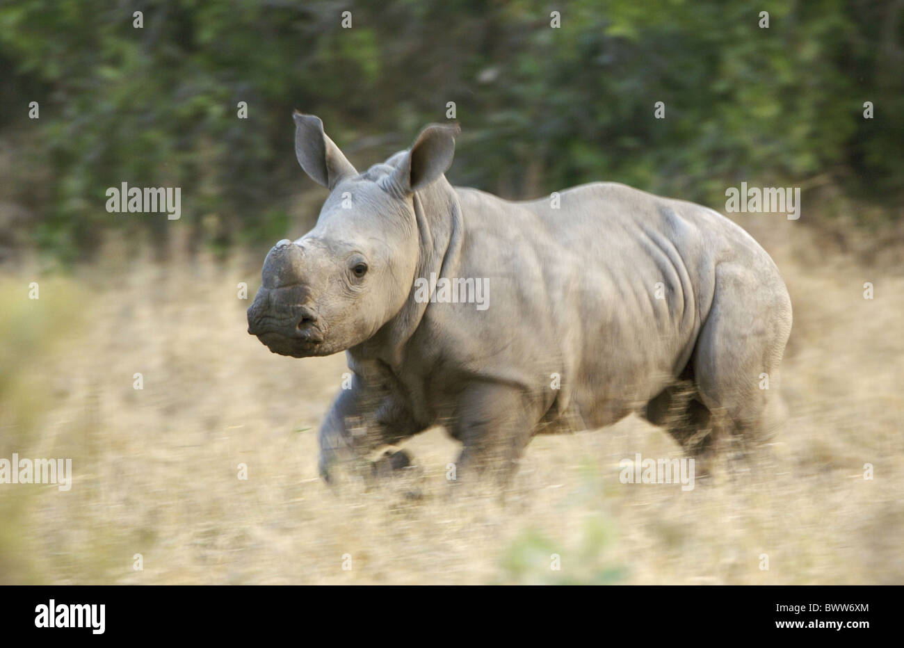 rhinoceros rhino rhinos mammal mammals animal animals africa african ...