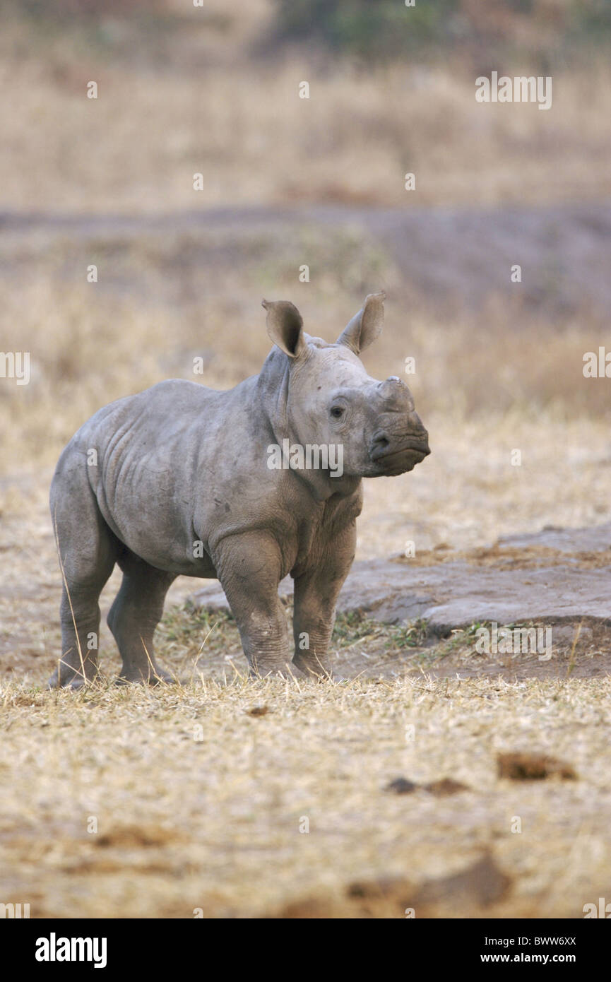 rhinoceros rhino rhinos mammal mammals animal animals africa african ...