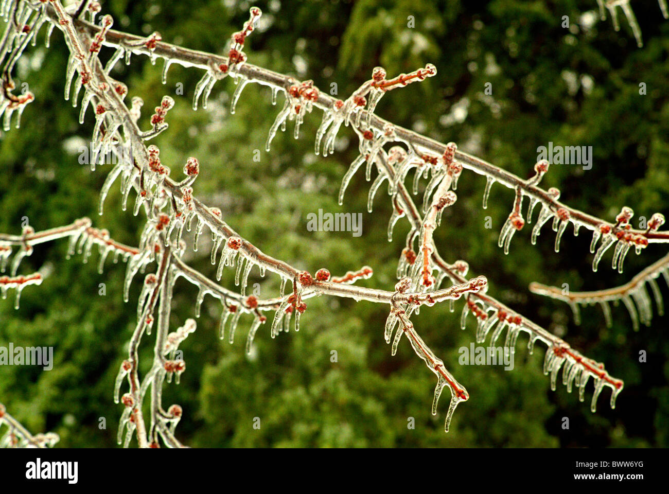 Iced tree branches Stock Photo - Alamy