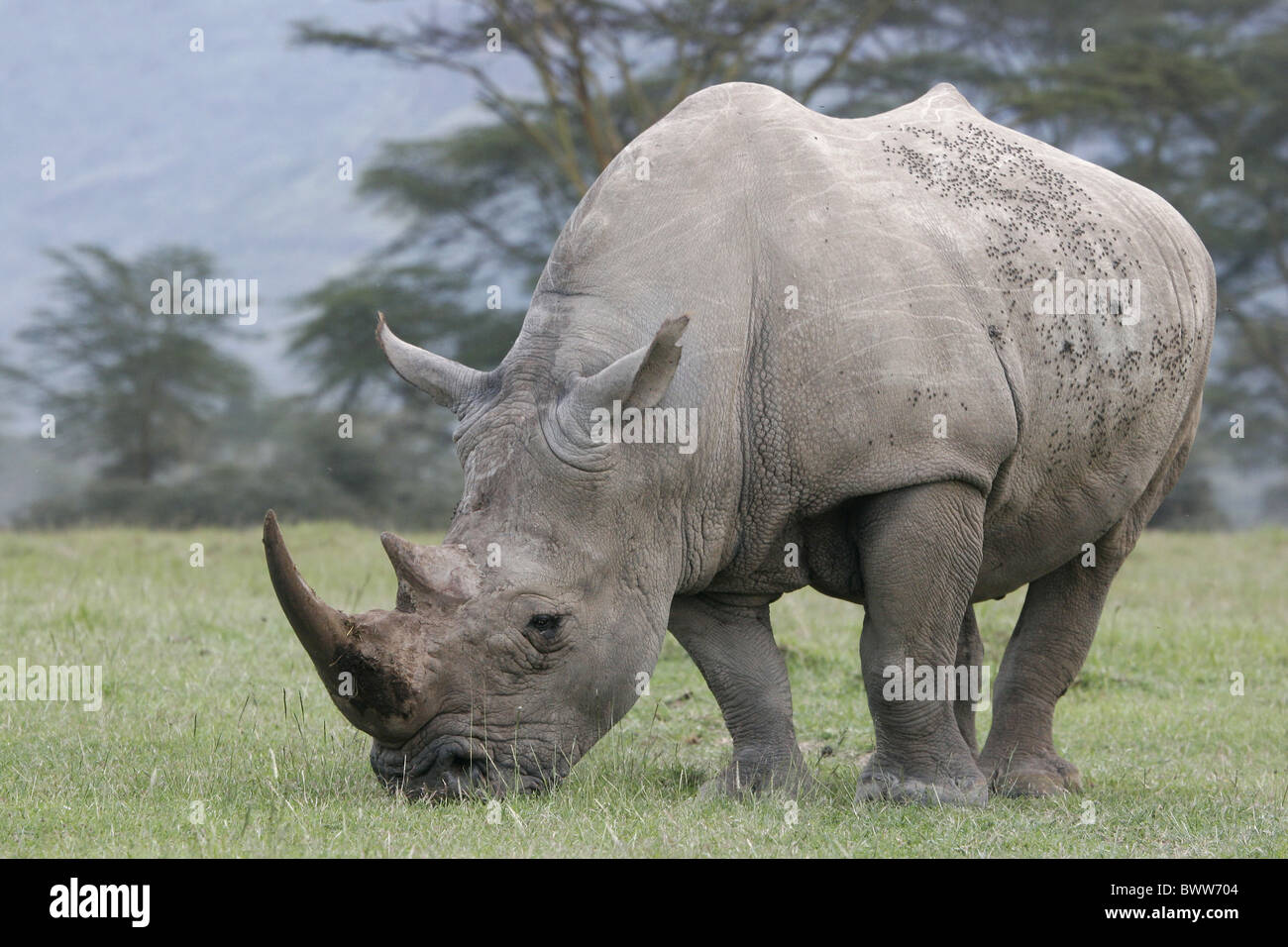 rhinoceros rhino rhinos mammal mammals animal animals africa african ...