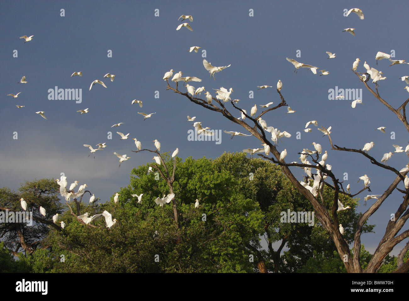 Cattle Egret (Bubulcus ibis) flock, in flight, gathering at roost in ...