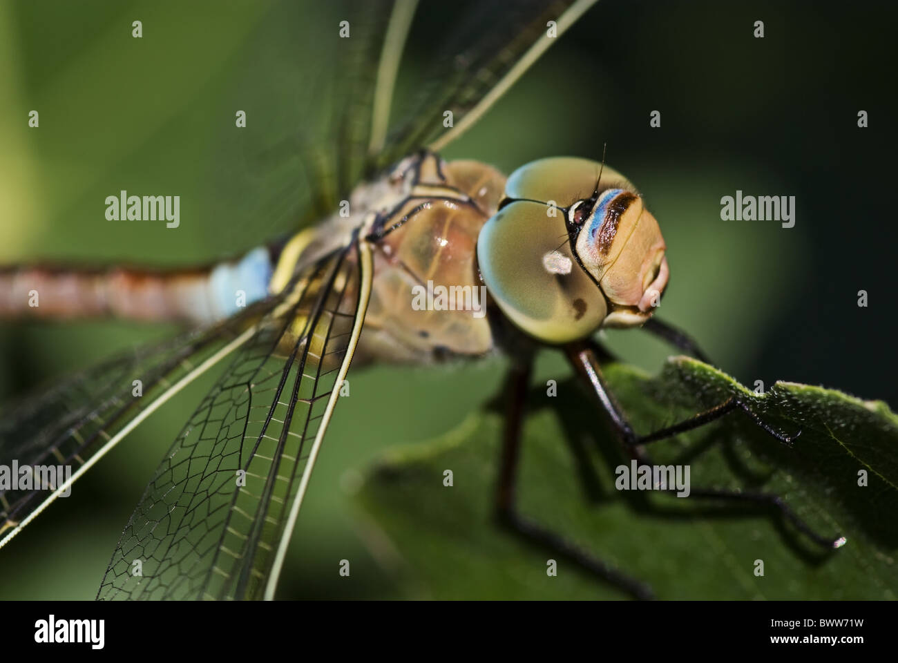 Beast in the sun hi-res stock photography and images - Alamy
