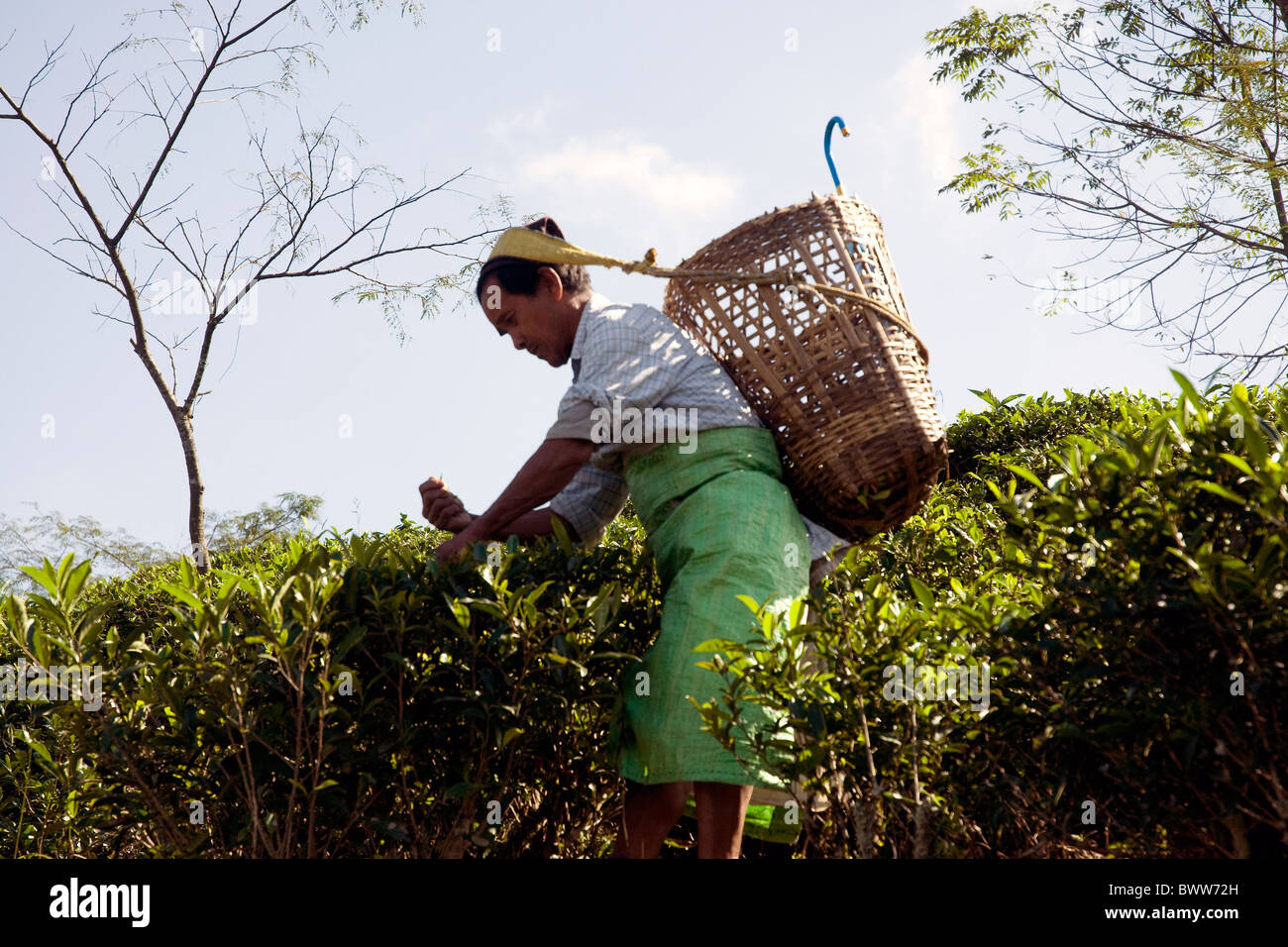 Tea pluckers india hi-res stock photography and images - Alamy
