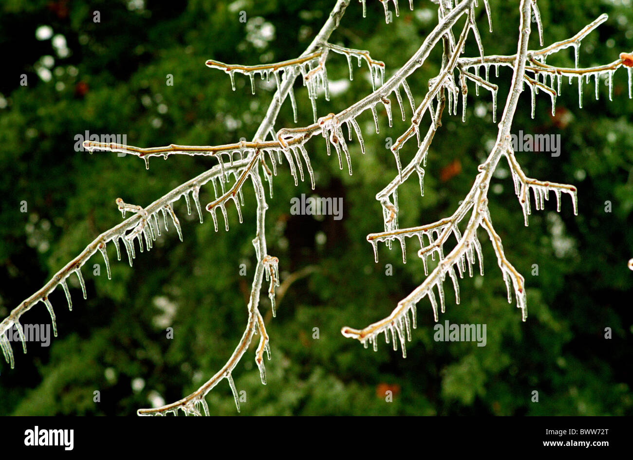Iced tree branches Stock Photo - Alamy