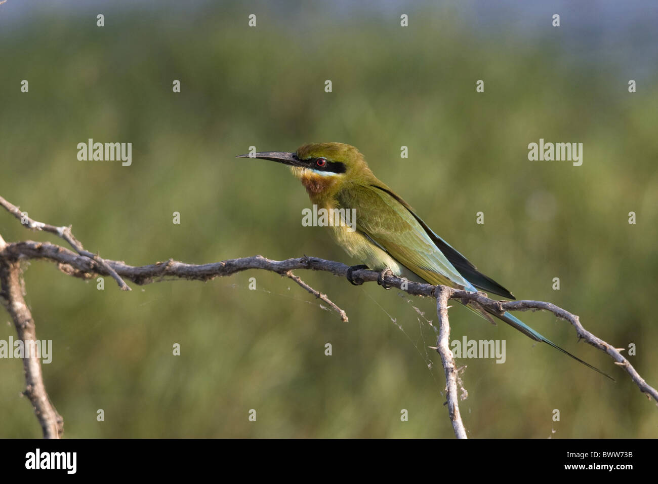 Blue-tailed Bee-eater Merops philippinus adult Stock Photo - Alamy