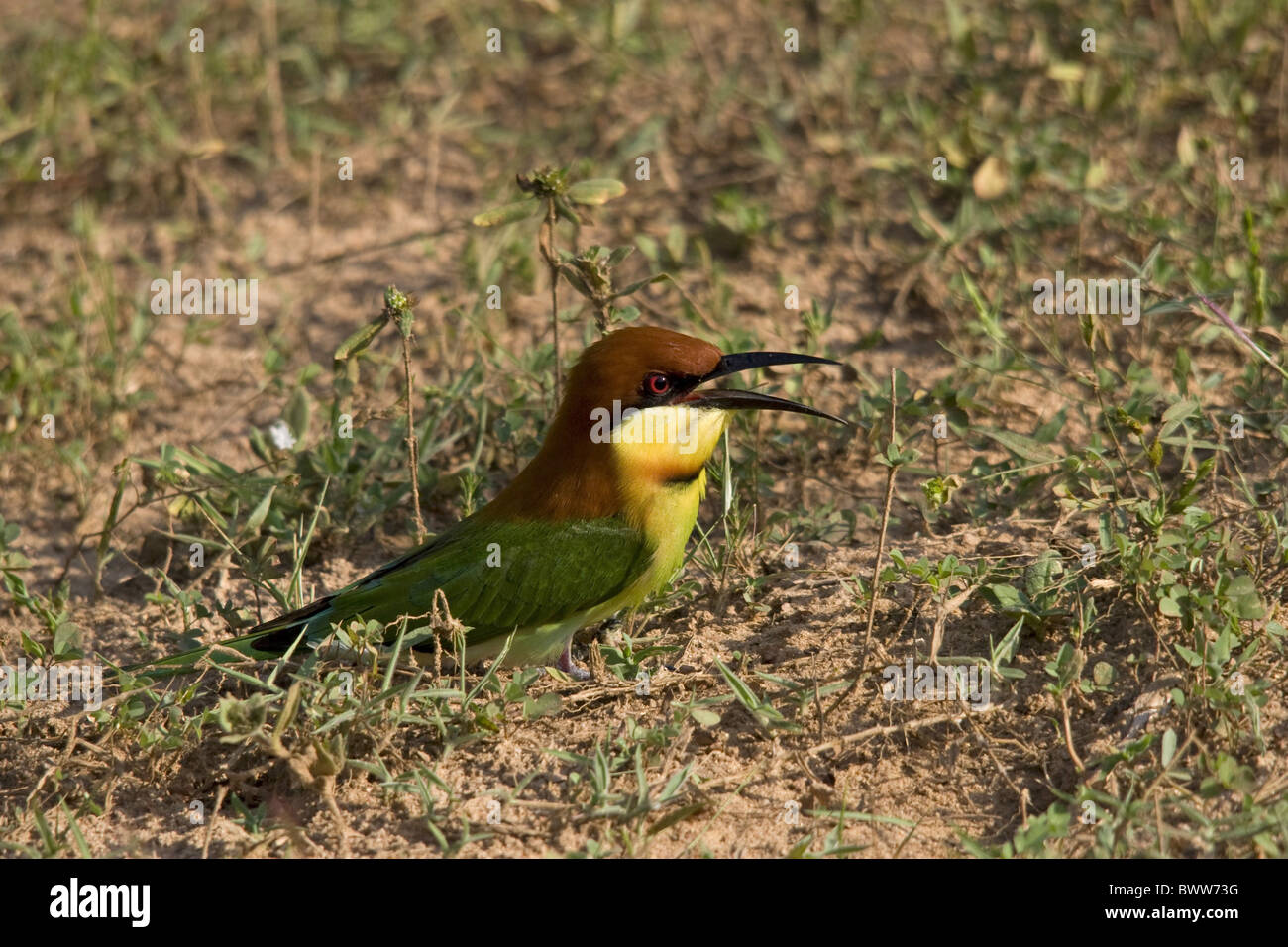 Chestnut-headed Bee-eater Merops leschenaulti Stock Photo - Alamy