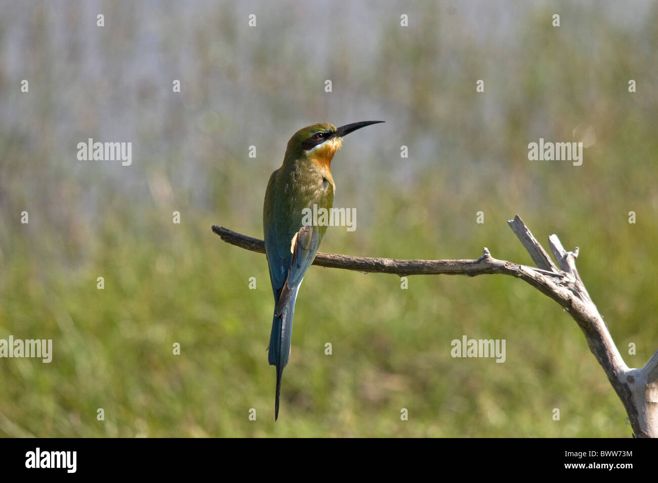 Blue-tailed Bee-eater Merops philippinus adult Stock Photo - Alamy