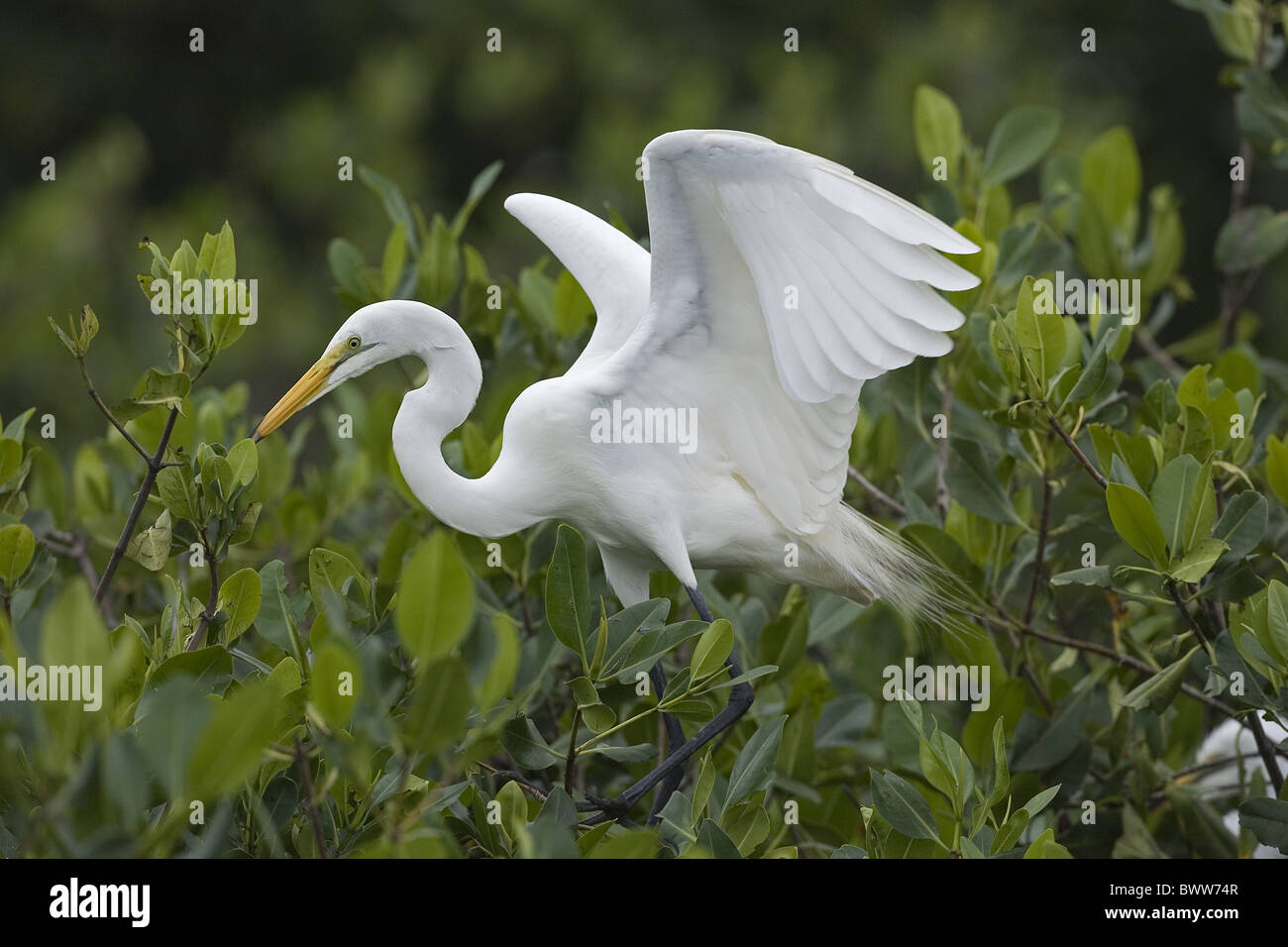 Great White Egret (Egretta alba) adult, breeding plumage, in mangrove ...