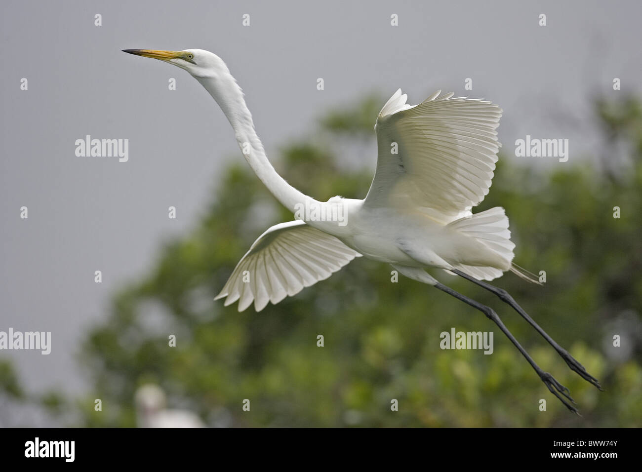 Great White Egret (Egretta alba) adult, breeding plumage, in flight ...