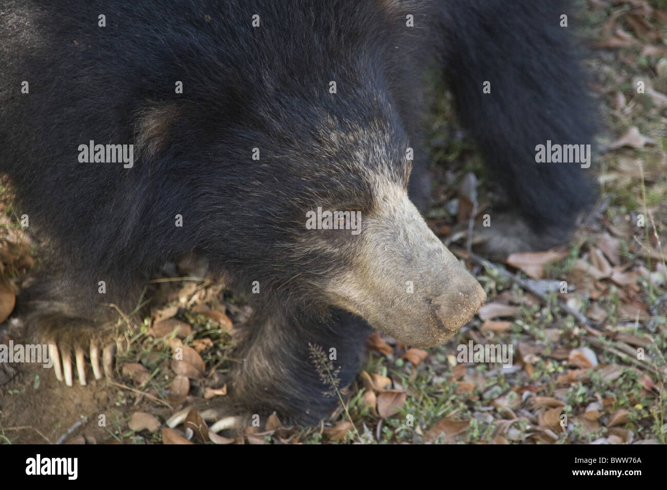 Sloth Bear Melursus ursinus adult female Yala Stock Photo - Alamy