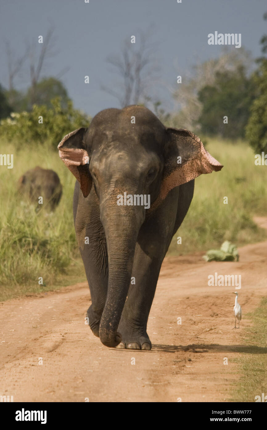 Asian Elephant Elephas maximus walking track Stock Photo - Alamy