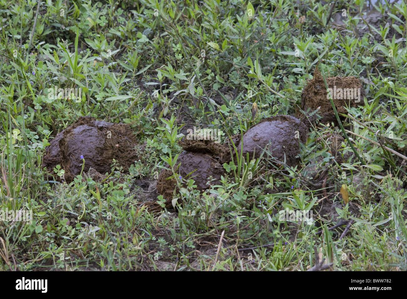 Asian Elephant (Elephas maximus) dung, Sri Lanka Stock Photo - Alamy