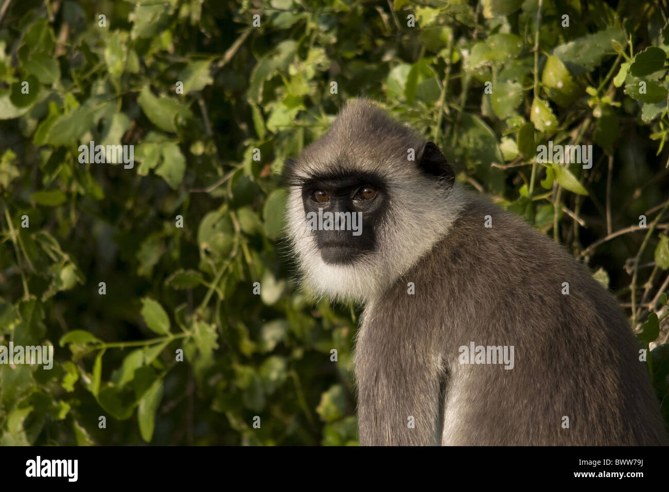 Tufted Grey Langur Semnopithecus priam adult Sri Stock Photo - Alamy