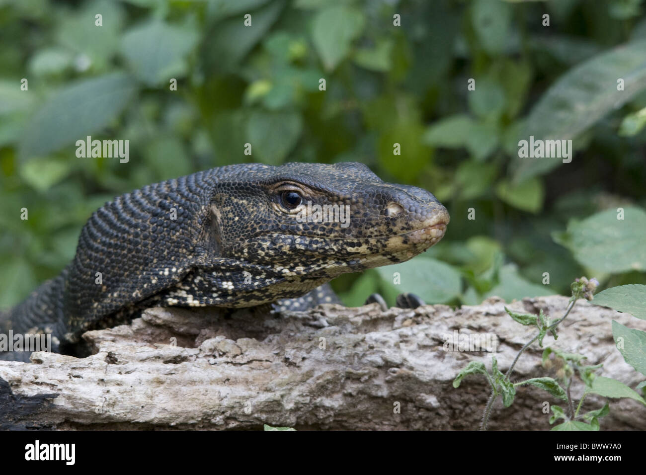 Water Monitor Varanus salvator Talangama Wetlands Stock Photo - Alamy