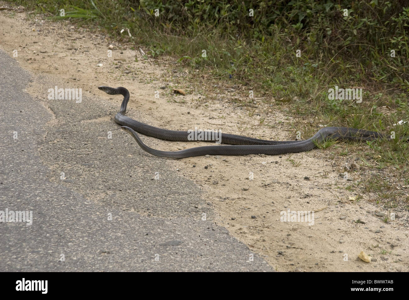 Banded rat snake sri lanka hi-res stock photography and images - Alamy