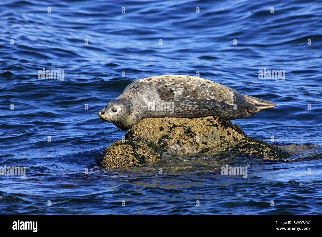 auf Felsen - on rock seal seals pinniped pinnipeds mammal mammals ...