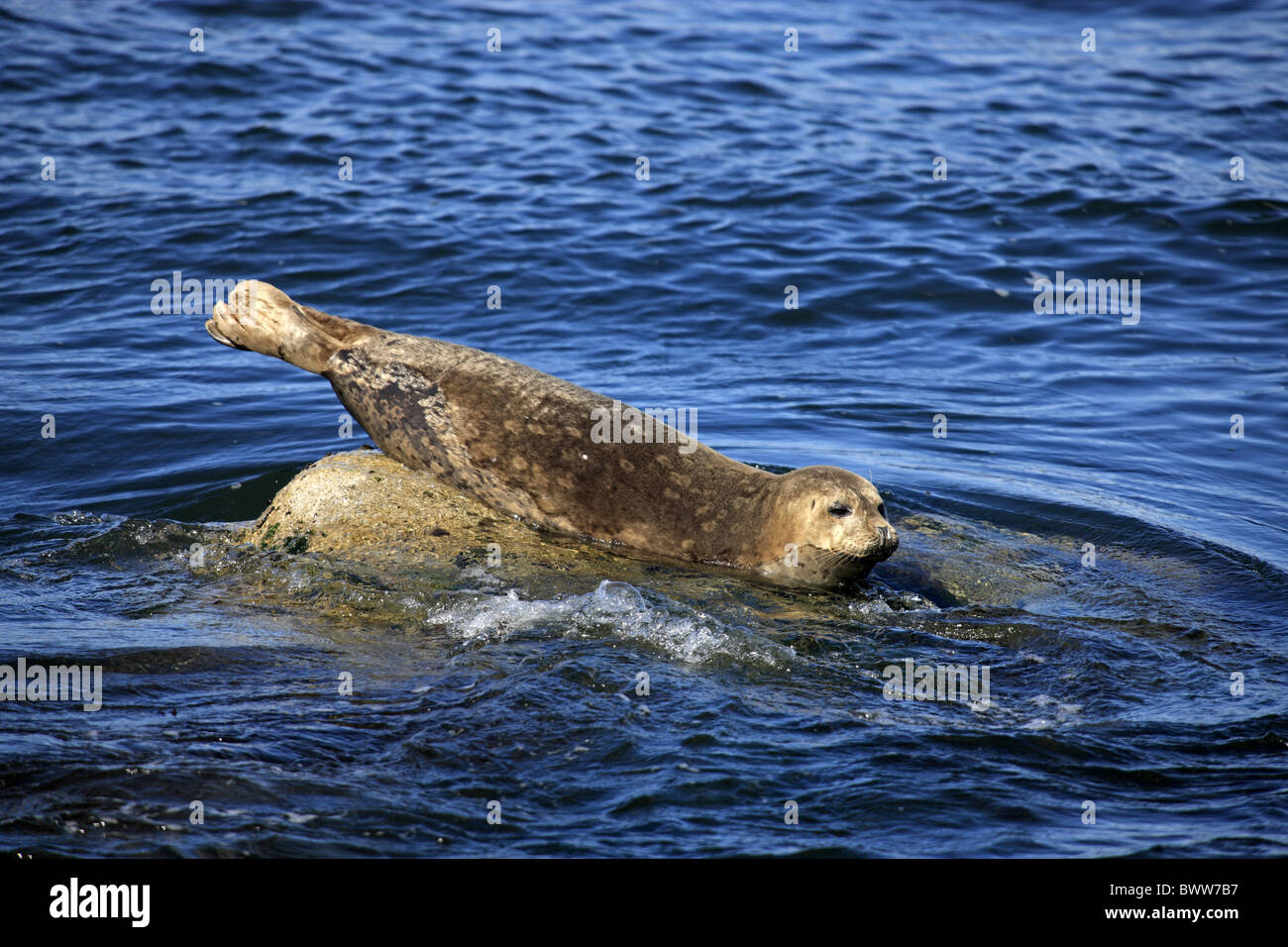 auf Felsen - on rock seal seals pinniped pinnipeds mammal mammals ...