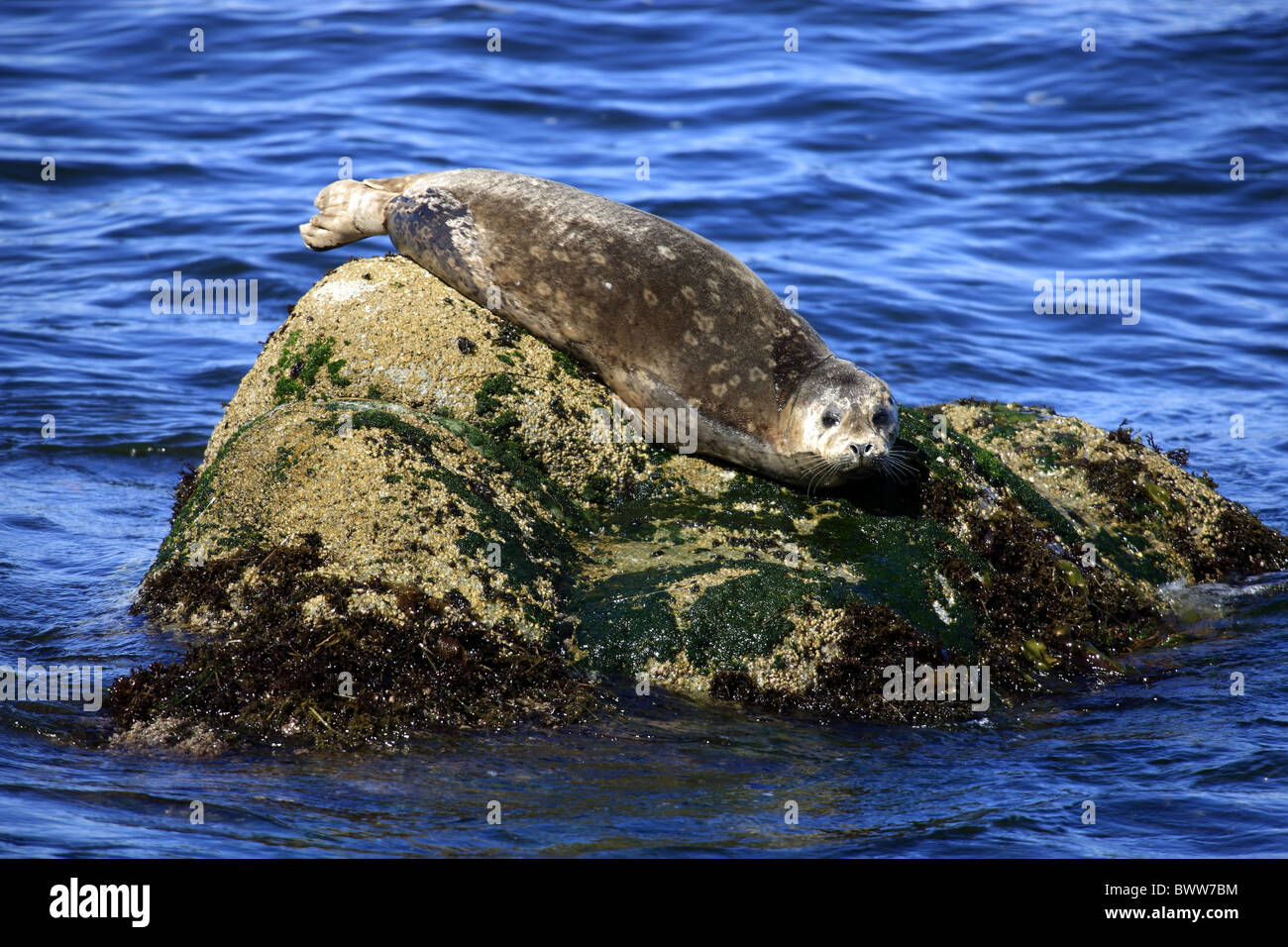 auf Felsen - on rock seal seals pinniped pinnipeds mammal mammals ...