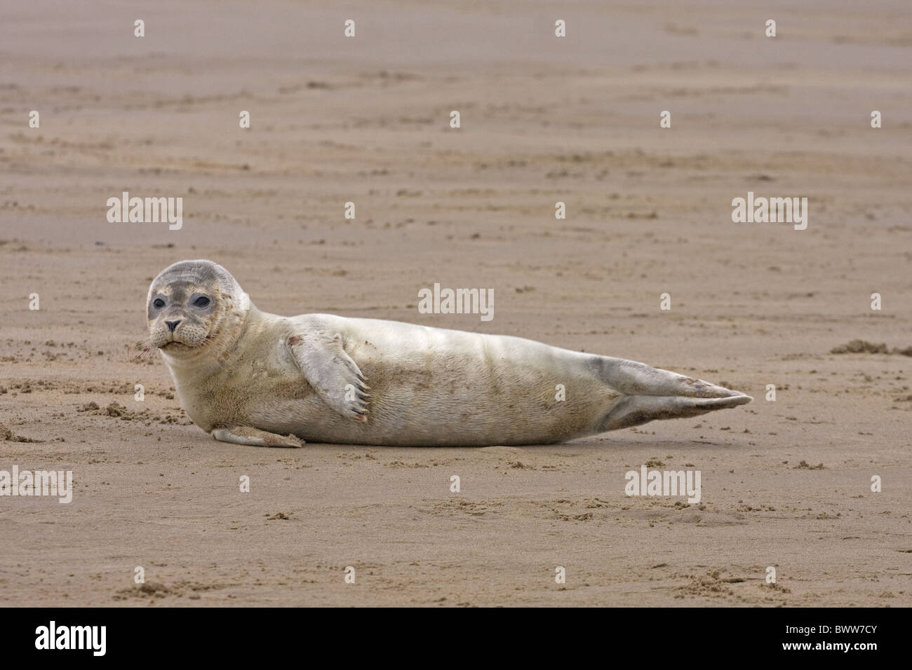 seal seals pinniped pinnipeds mammal mammals animal animals marine ...