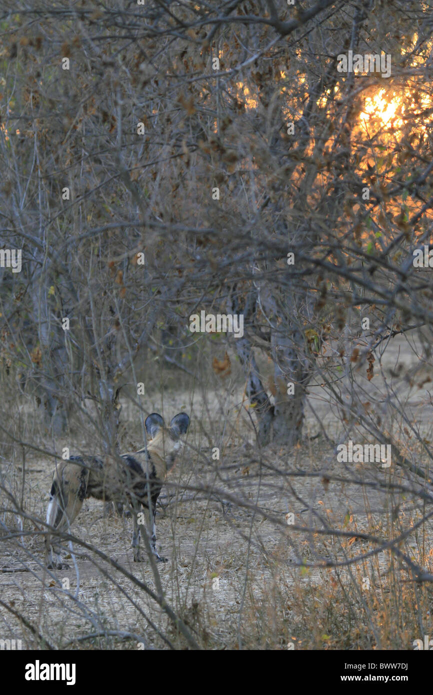 Hunting dog staring at sunset Stock Photo - Alamy