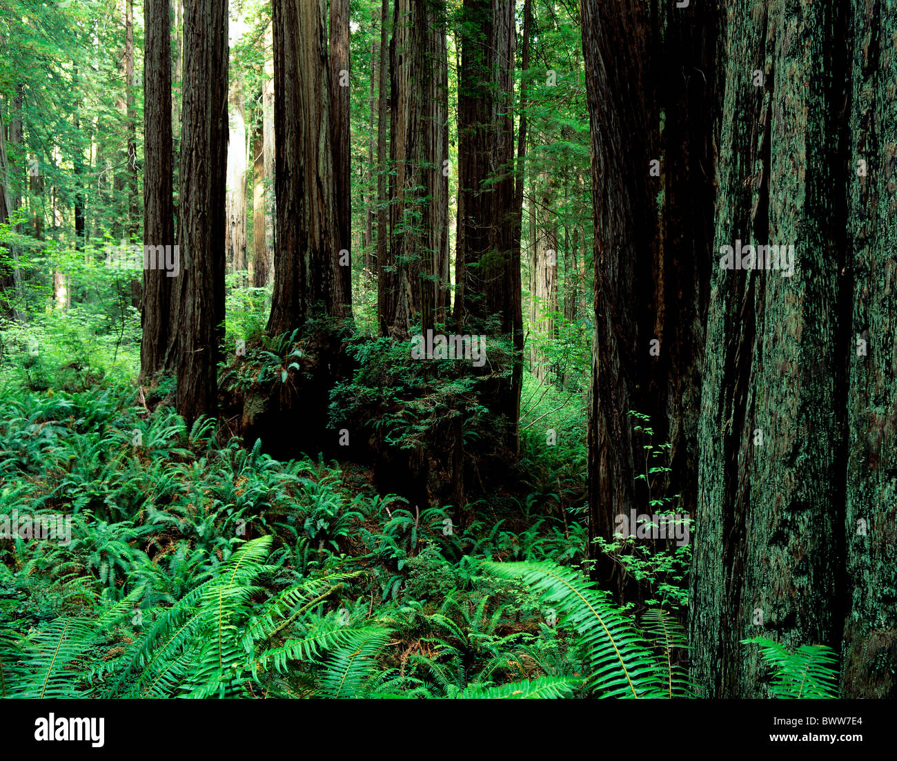 Redwood tree forest Stock Photo - Alamy