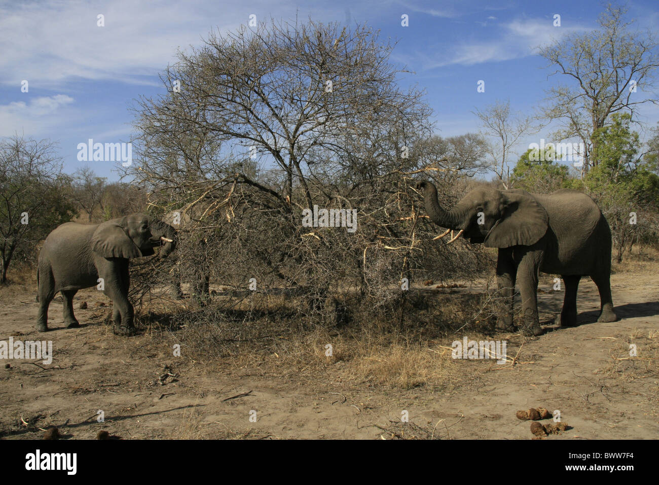Pair of Elephants feeding Stock Photo - Alamy