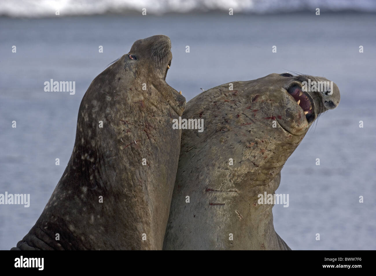 seal seals pinniped pinnipeds mammal mammals animal animals "elephant ...