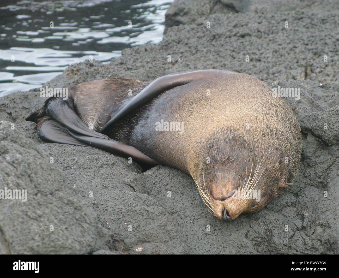 Rare seals hi-res stock photography and images - Alamy