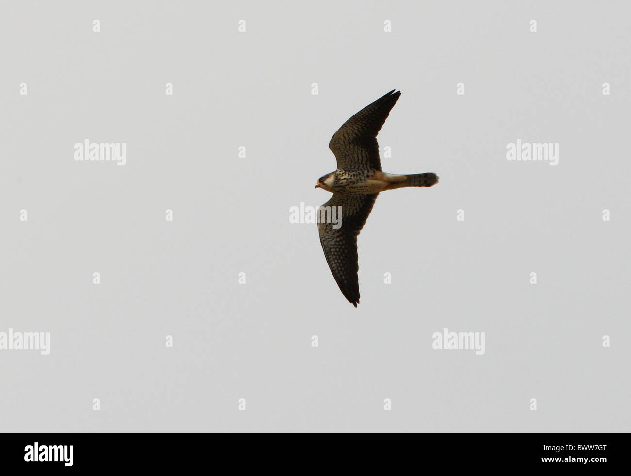 Amur Falcon (Falco amurensis) adult female, in flight, Beidaihe, Hebei ...