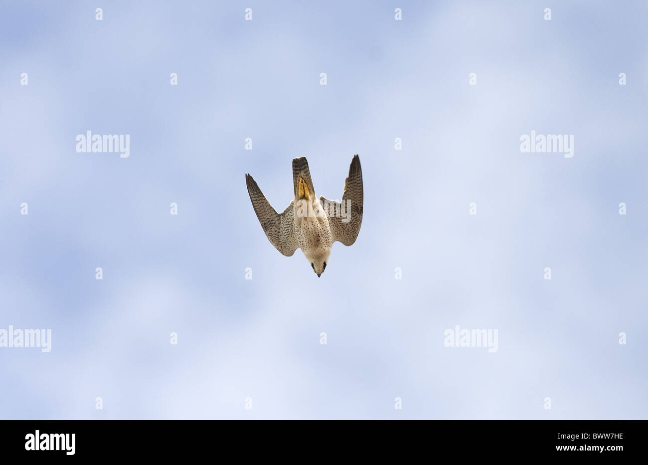 Diving Falcon Silhouette