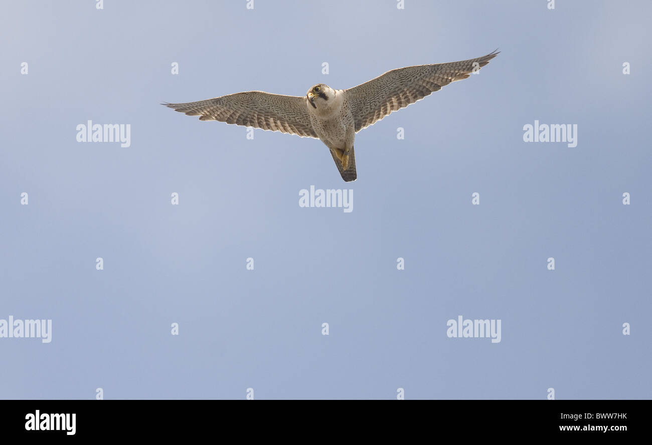 Barbary Falcon (Falco pelegrinoides) adult, in flight Stock Photo - Alamy