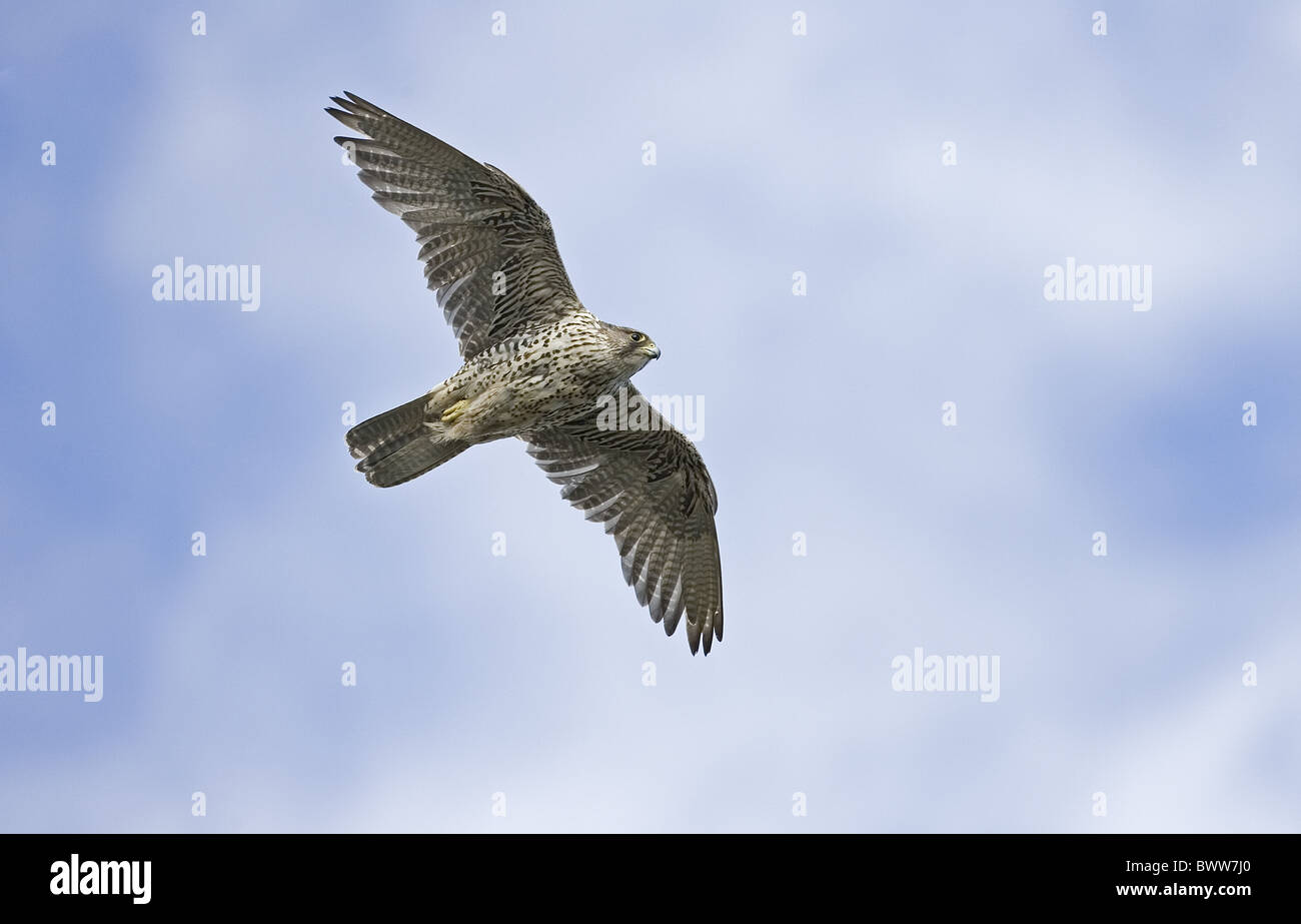 Gyrfalcons hi-res stock photography and images - Alamy