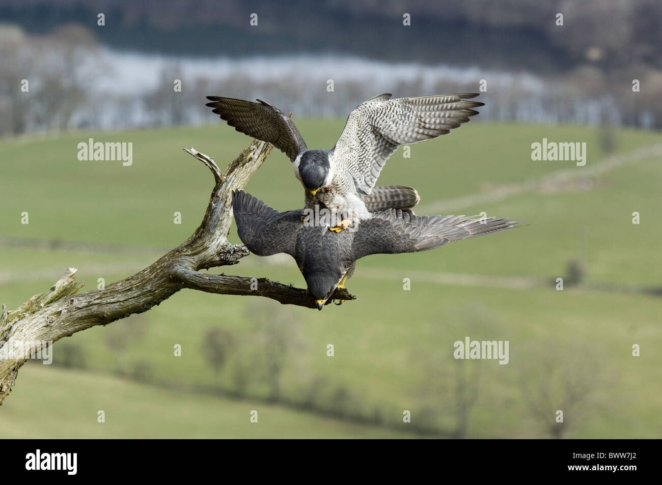Peregrine Falcon (Falco peregrinus) adult pair, mating, Lotus Hill ...