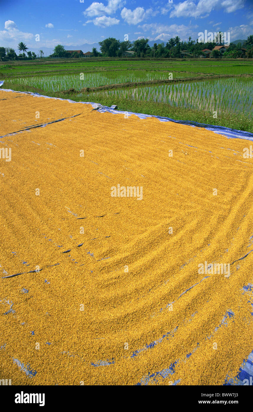 Asia Thailand Northern Thailand Asia Chiang Mai Rice Paddies Rice Paddy ...