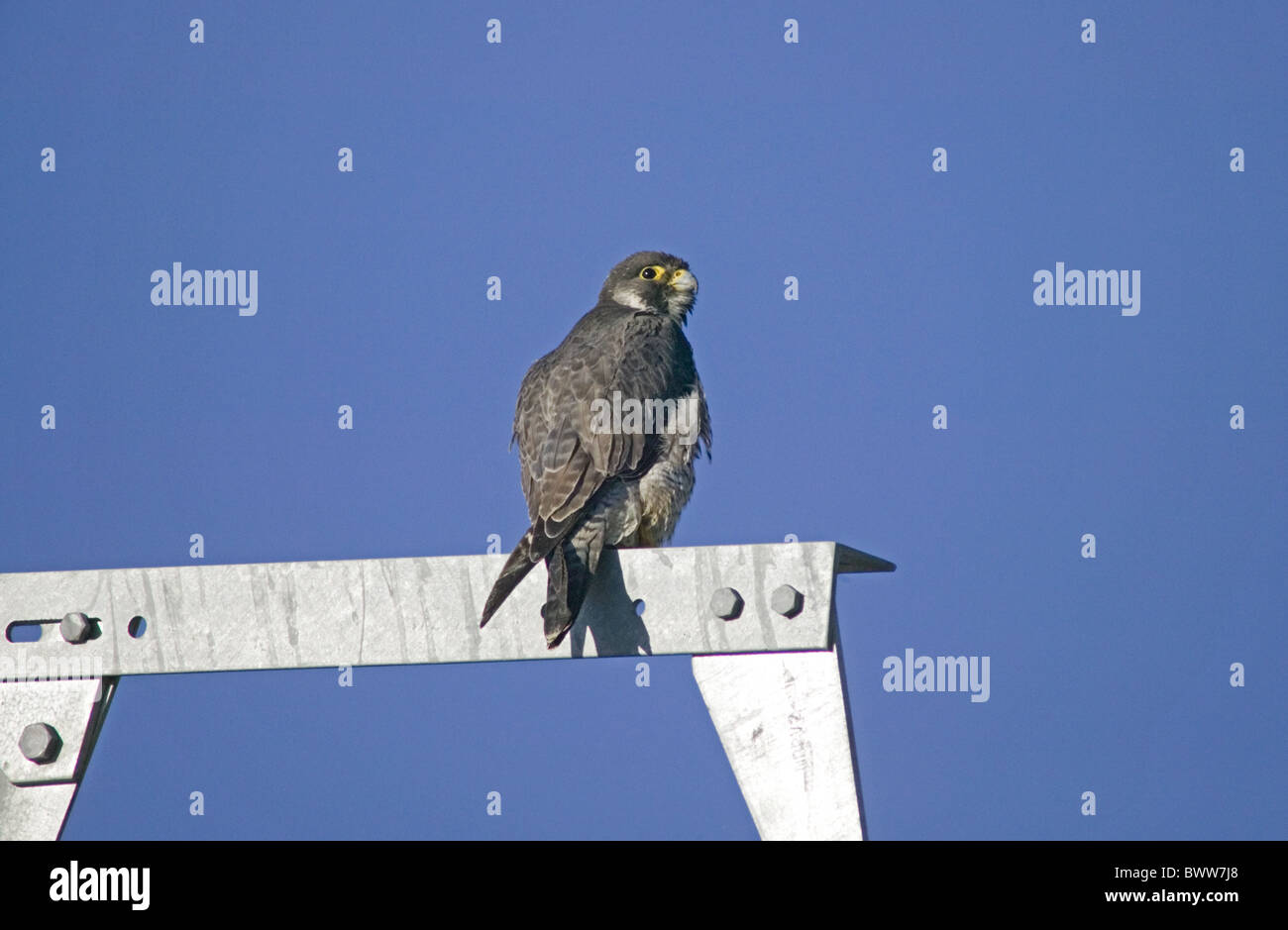 American peregrine falcon hi-res stock photography and images - Alamy