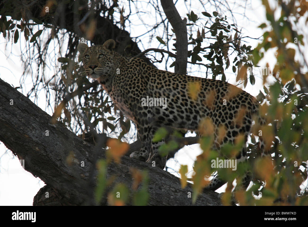 Leopard standing in a tree Stock Photo - Alamy