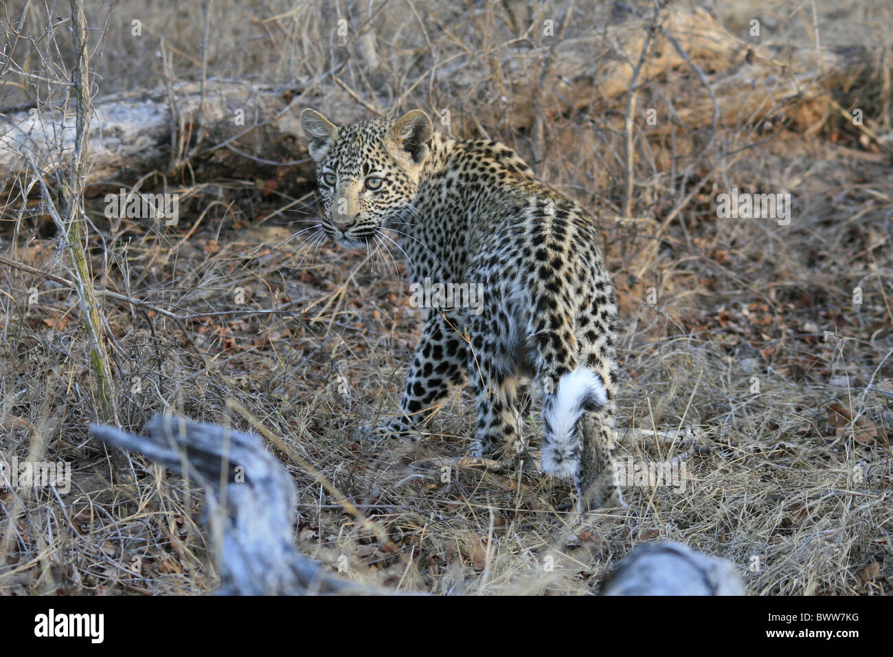 African Leopard cub - Mashatu, Botswana Stock Photo - Alamy