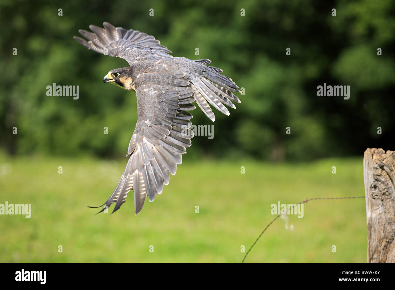 Peregrine Falcon (Falco peregrinus) adult male, in flight, taking off ...