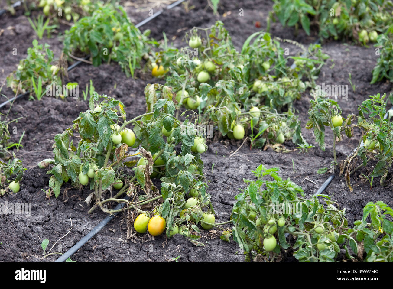 Tomatos growing at Maji Mazuri Centre, Nairobi, Kenya Stock Photo - Alamy