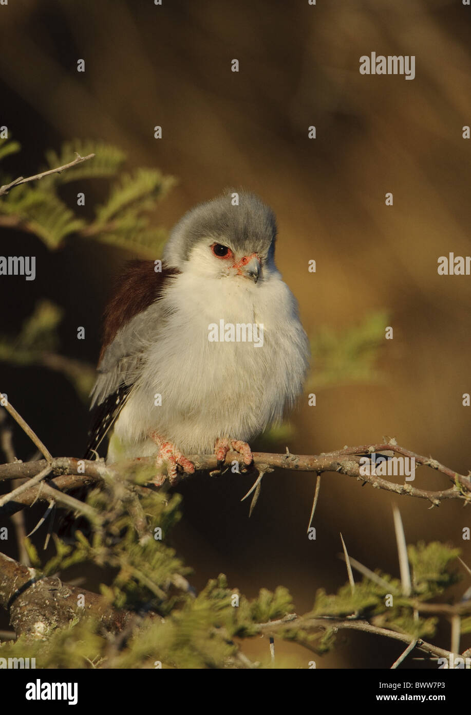 African Pygmy Falcons High Resolution Stock Photography and Images - Alamy