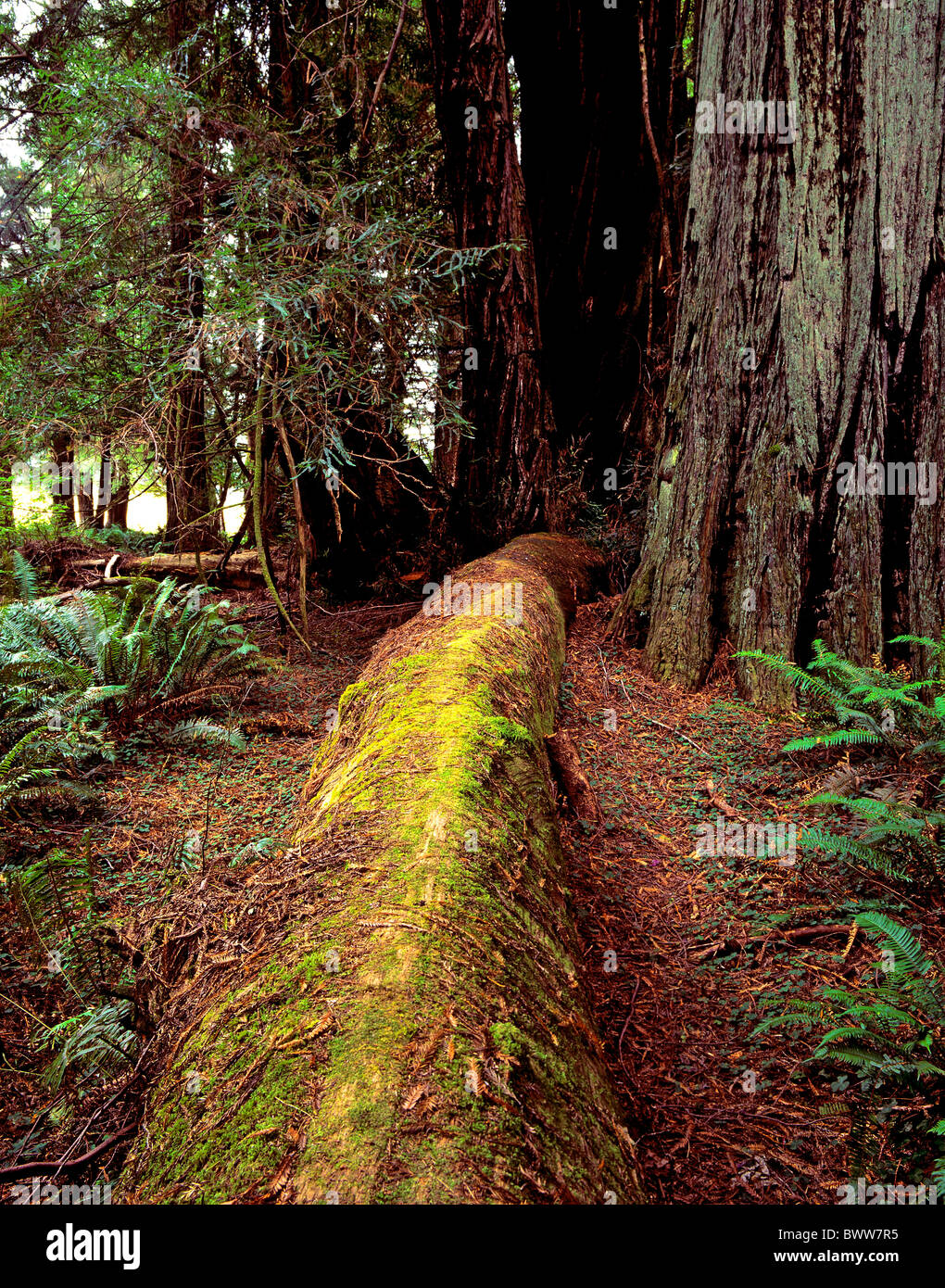 Fallen tree trunk Stock Photo - Alamy