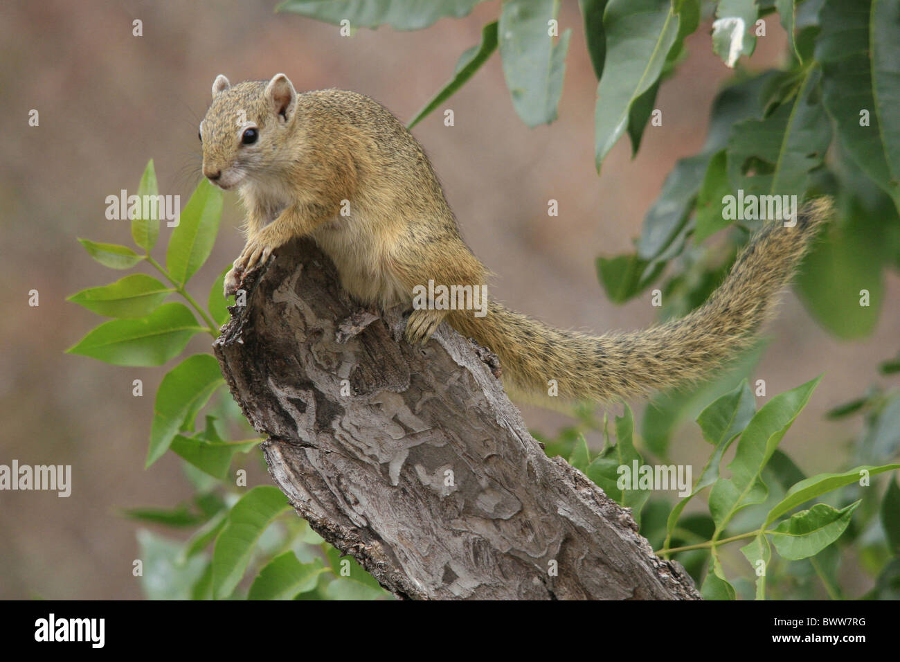African Tree Squirrel Stock Photo - Alamy